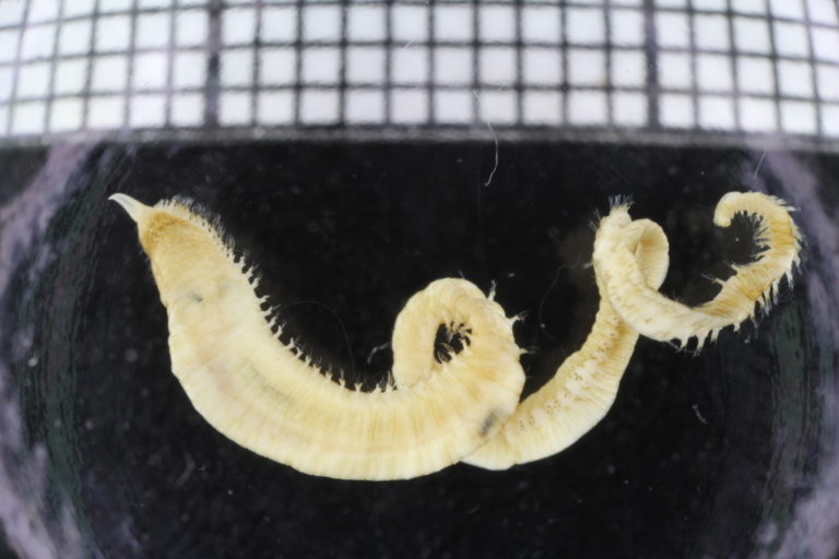 Guest researchers: Lloyd | Marine Invertebrates of Western Africa